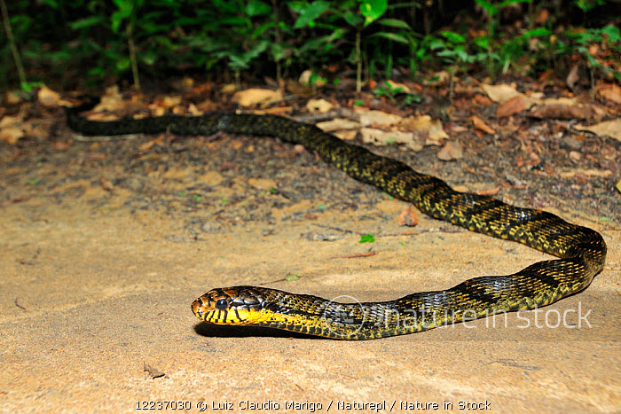 Yellow Rat Snake Trees A Cute Little Yellow Rat Snake That Showed Up