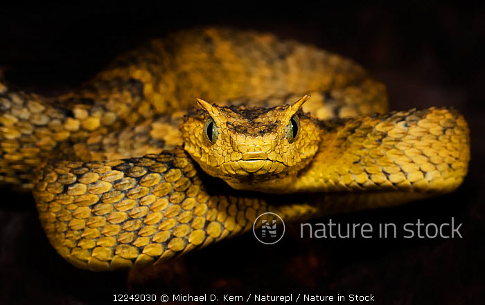 Horned Bush Viper