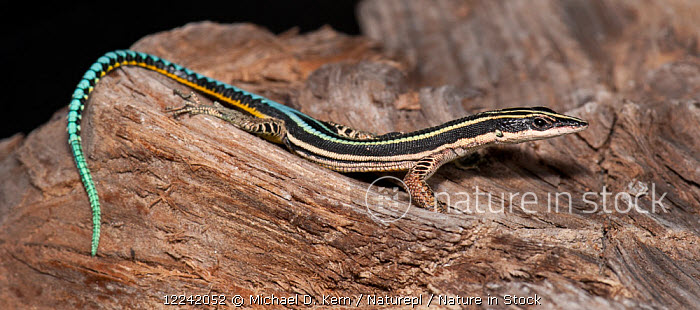 Neon Blue Gliding Lizard