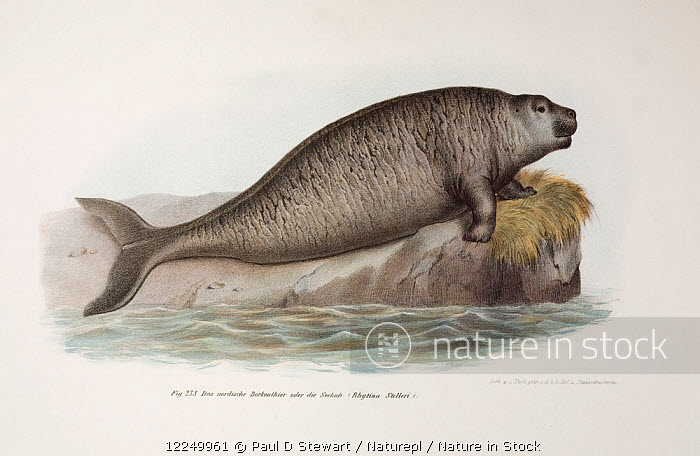Stellers Sea Cow Extinct Discovered In The Bering Sea, The Huge,