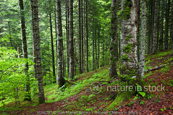 Pyrenees Pine Forest