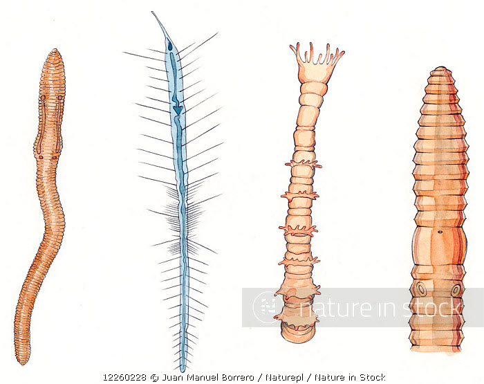 Diagram Of Lumbricus