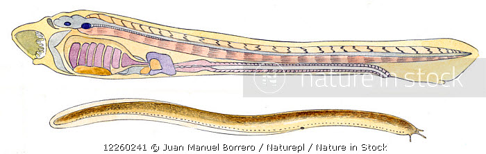 Hagfish Diagram Illustration Of Myxine Hagfish (Myxine Sp). Pencil And