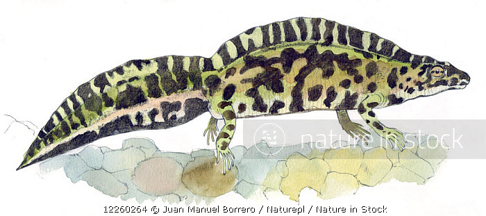 Triturus Marmoratus