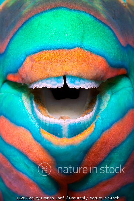 Parrotfish Teeth