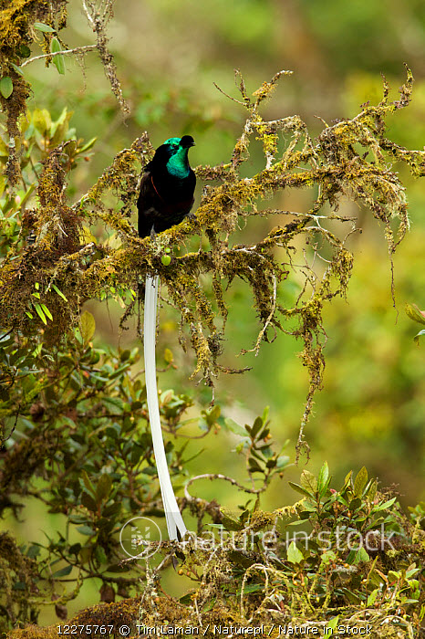 Ribbon Tailed Bird Of Paradise