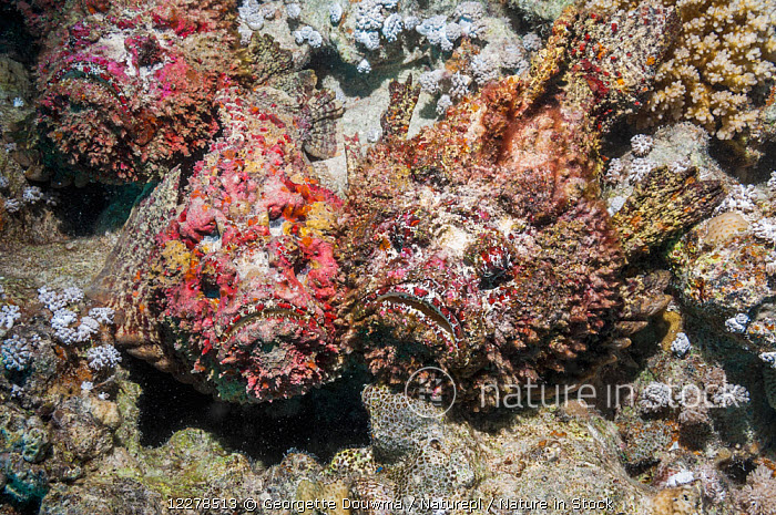 Reef Stonefish