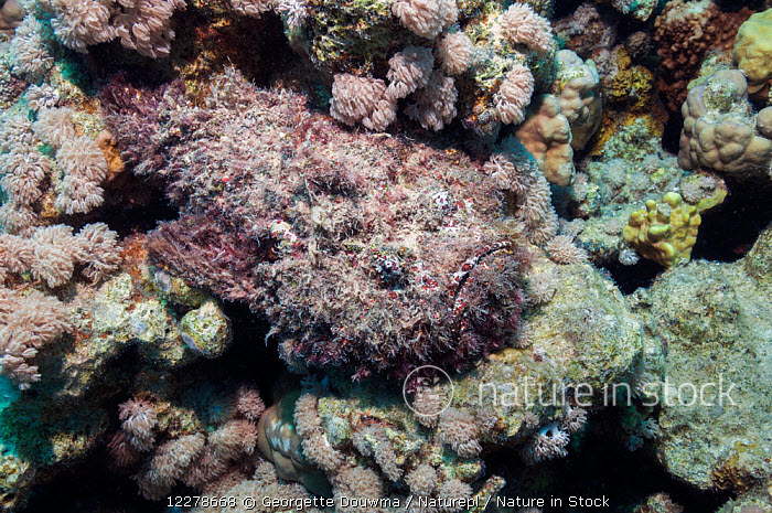 Stonefish Camouflage