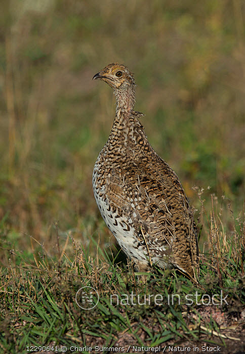 Sharp Tailed Grouse Female A Grouse Viewing Tour And More