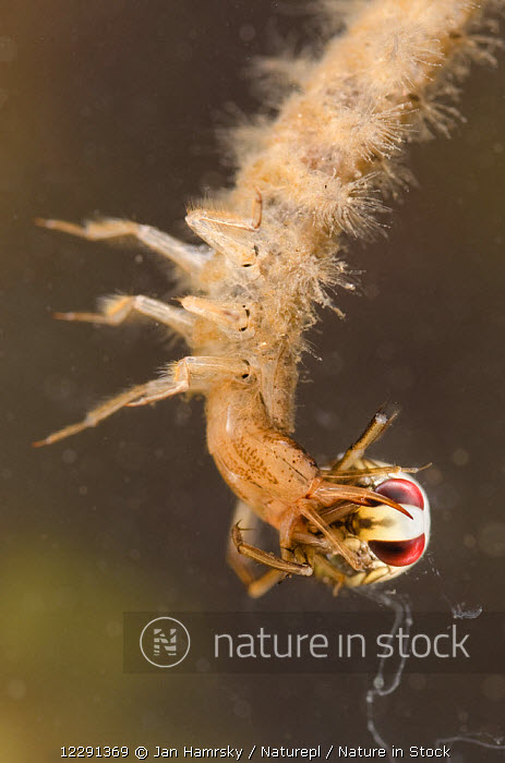 Backswimmer Larvae