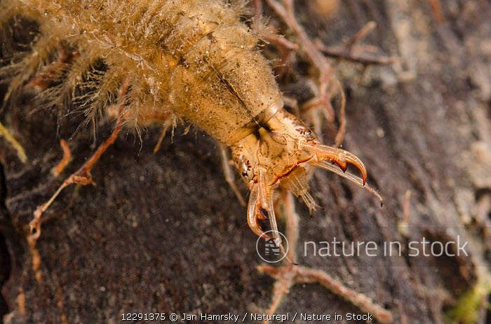 Hydrophilidae Larvae