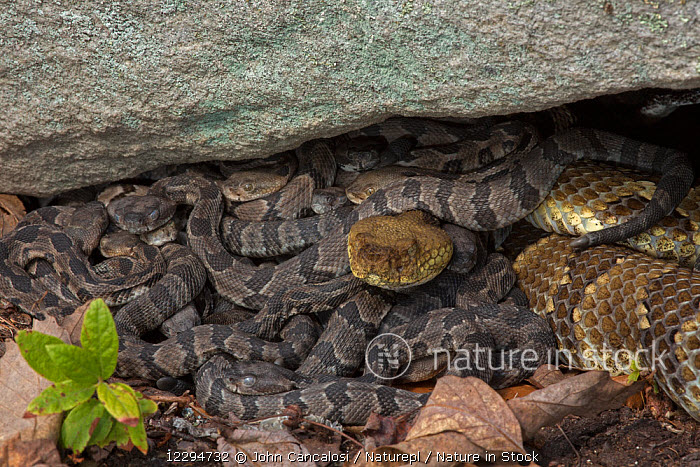 Young Timber Rattlesnake Crotalus Horridus Stock Photo
