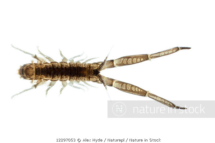 Shrimp Estuary Mud Ghost Shrimps: An Abundant Yet Understudied Fossil
