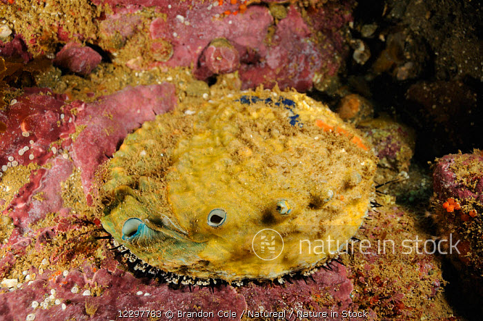 Pink Abalone Species