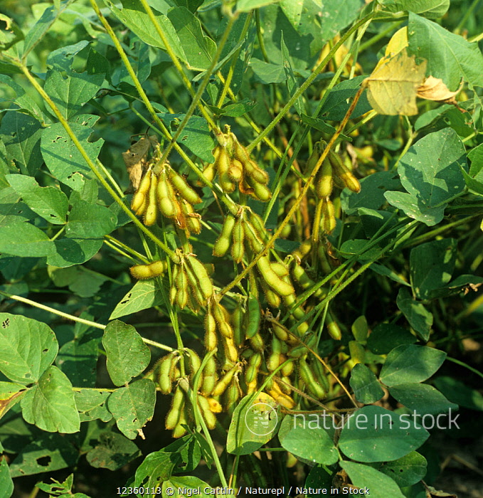 Soybean Plant Flower