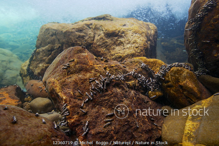 Nature in Stock