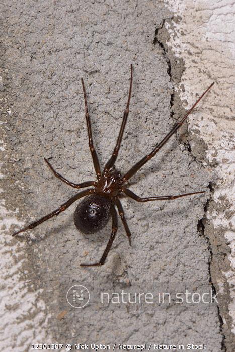 Steatoda Grossa Underside