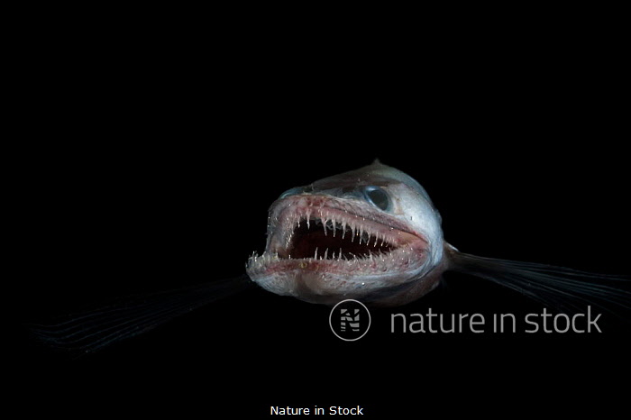Deep Sea Lizardfish
