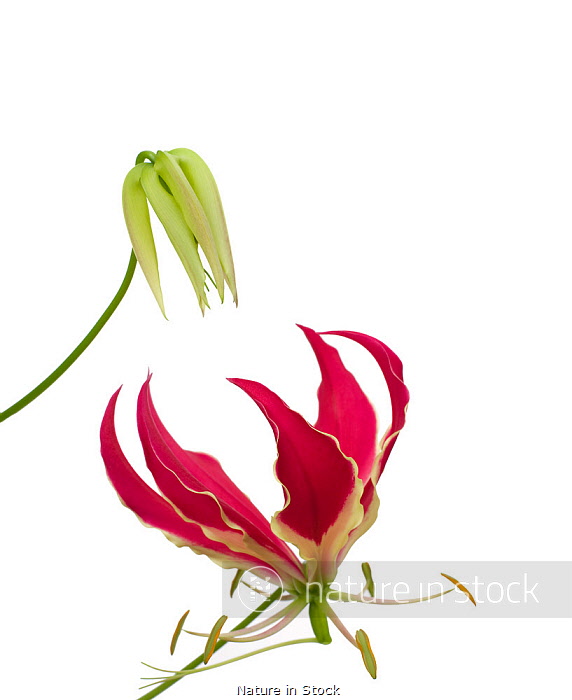 National Flower Zimbabwe