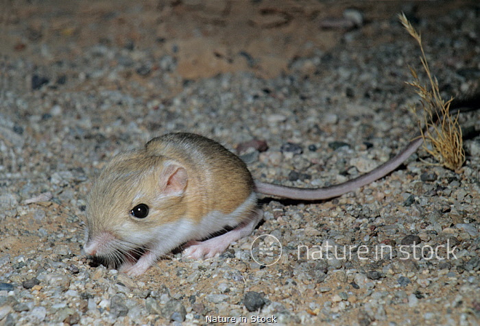 Sonoran Desert Mouse