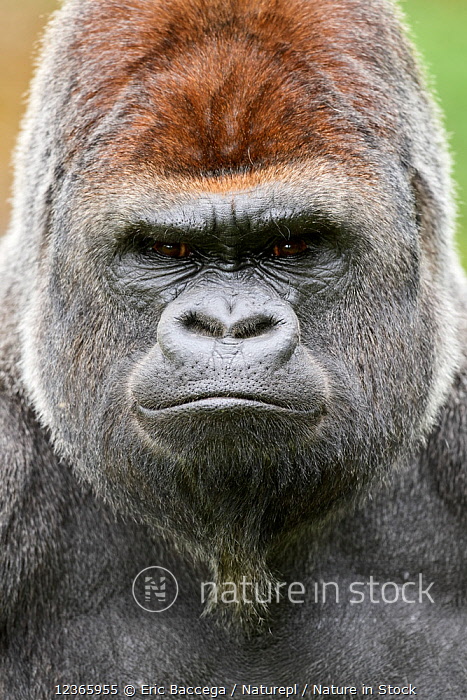 Silverback Lowland Gorilla