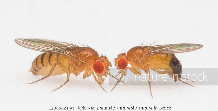 Male Vs Female Fruit Fly How To Tell The Difference Between A Male And
