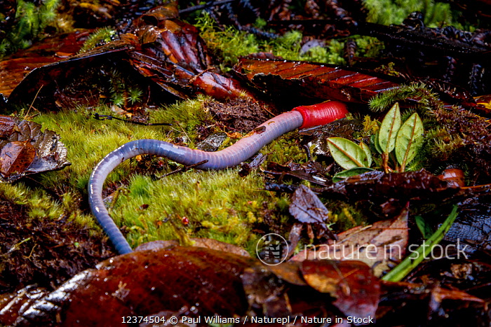 Giant Red Leech