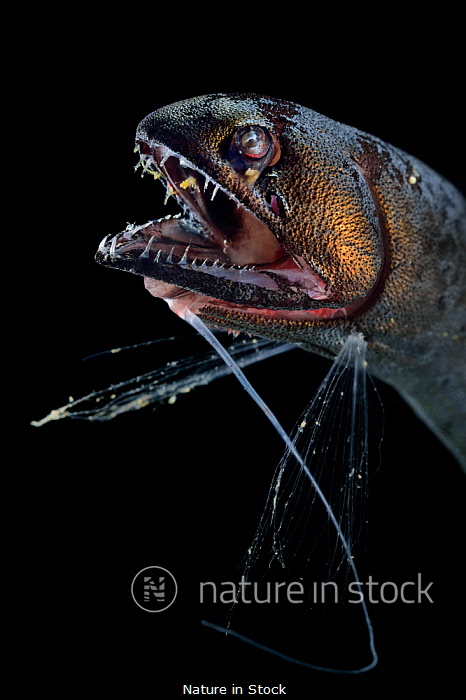 Loosejaw Dragonfish