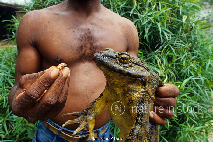 Biggest Goliath Frog 5 Unusually Large Animals You Probably Haven't