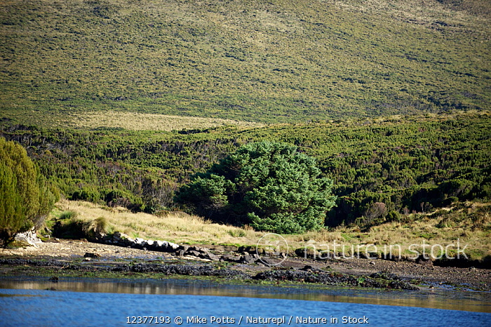 Islander Tree New Tree Island Park And Preserve Brings Unique