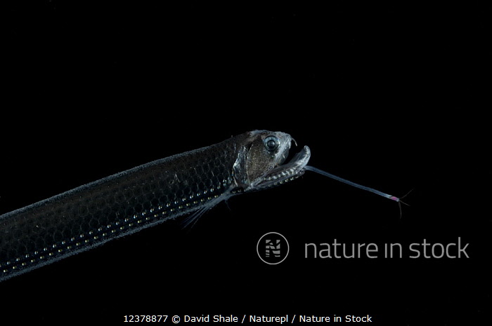 Scaly Dragonfish