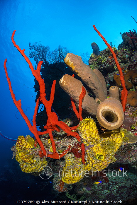 Yellow Sponge Coral