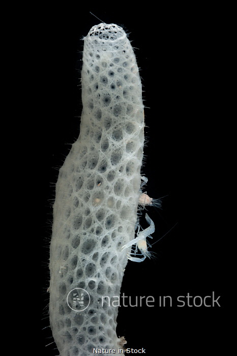 Glass Sponge In Ocean