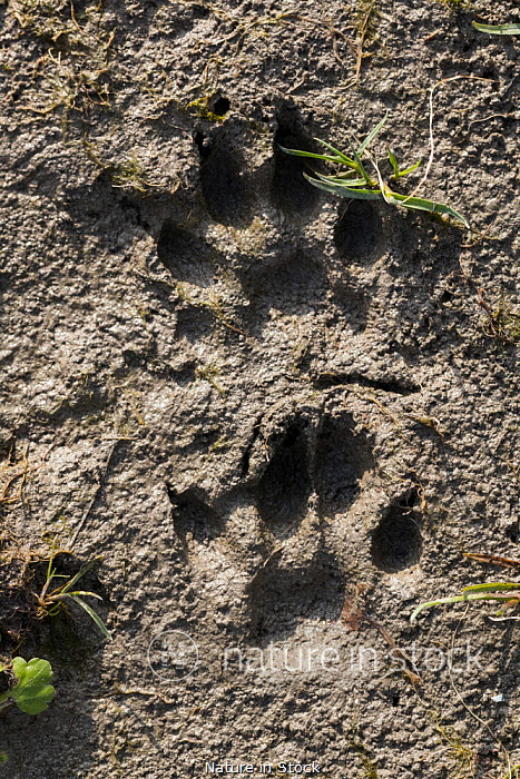 Otter Tracks In Sand