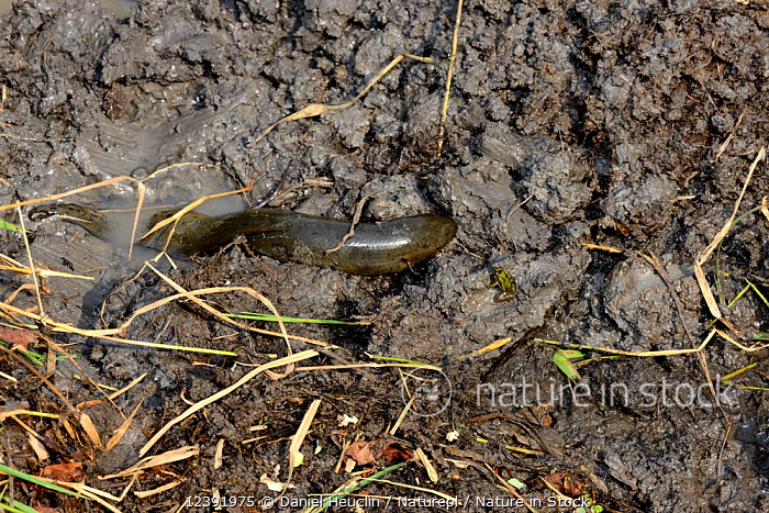African Lungfish