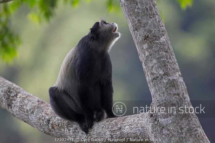 Nature in Stock