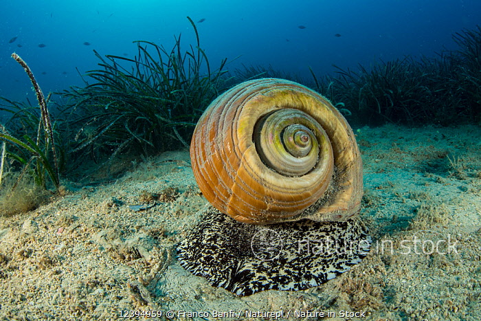 Giant Sea Snail
