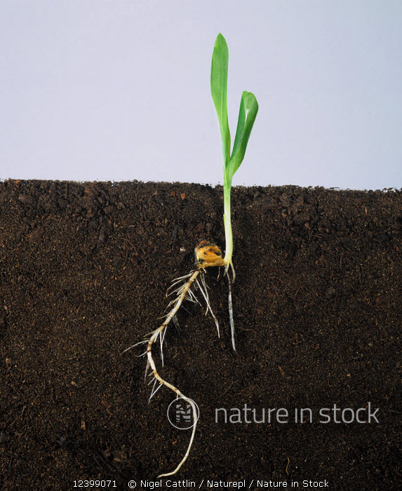 Maize Plant Roots