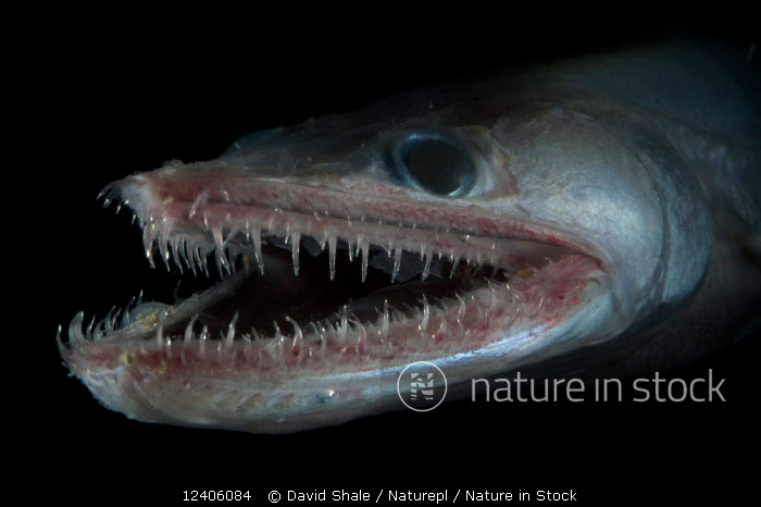 Atlantic Ocean Fish