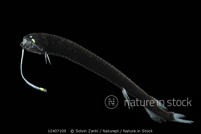 Black Dragonfish