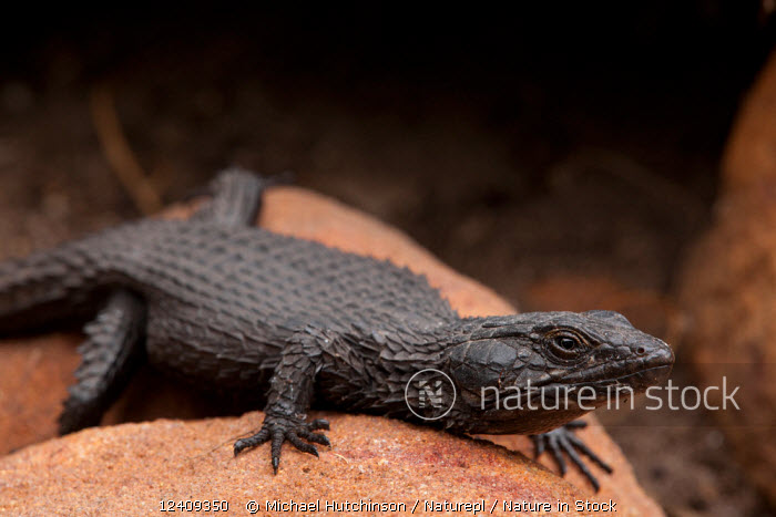 Black Girdled Lizard