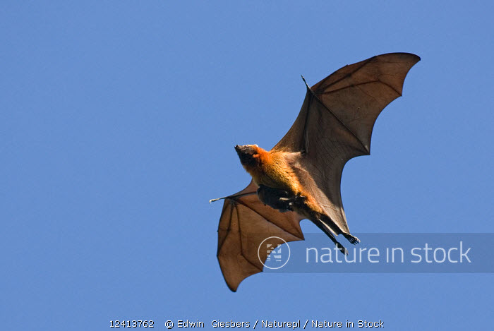 Fruit Bat Flying