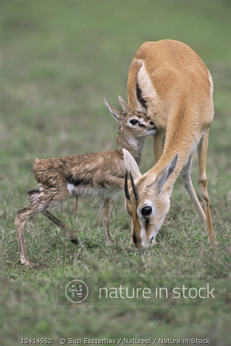 Baby Gazelle