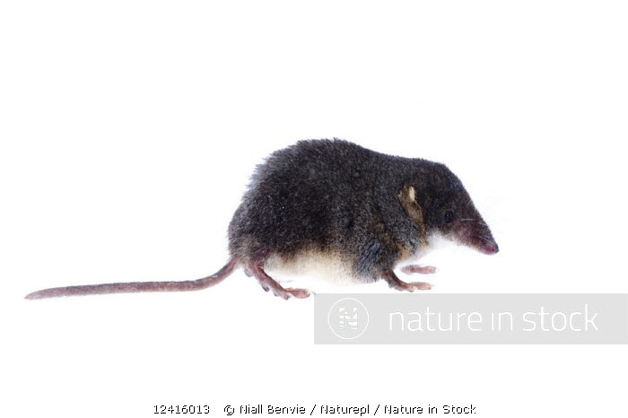 Female Shrew