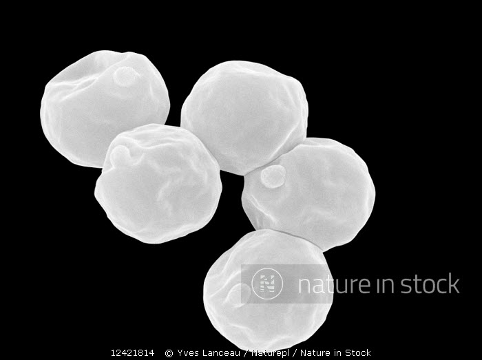 Amanita Phalloides Mikroskop Deathcap Mushroom Amanita Phalloides