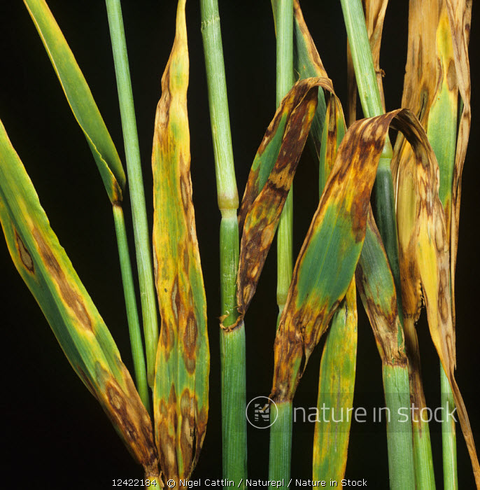 Barley Leaf Spot