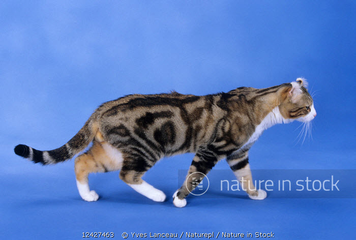 Cat Standing Profile