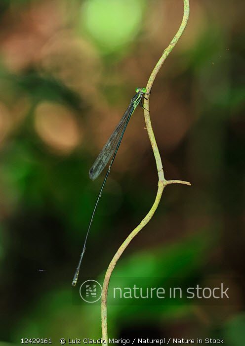 Nature in Stock