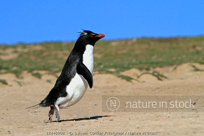 Rockhopper Penguin Jumping