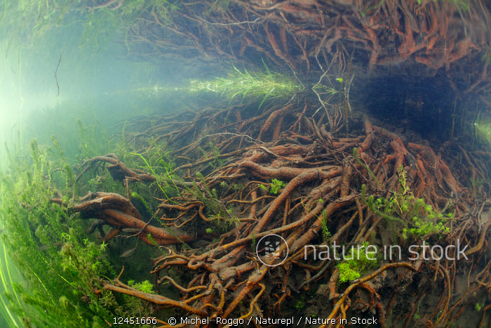 Underwater River Plants Change The Stance On Aquatic Plants Lake